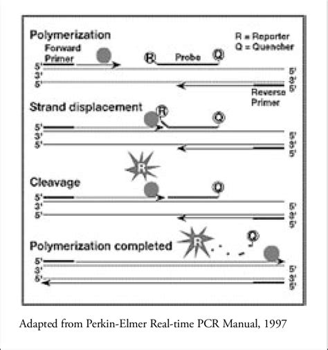 Real Time Pcr Principle Ppt Design Talk