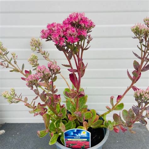 Sedum Munstead Dark Red In 2 Liter Pot Tas Boomkwekerij