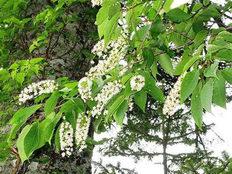 Prunus Ssiori Wikiwand