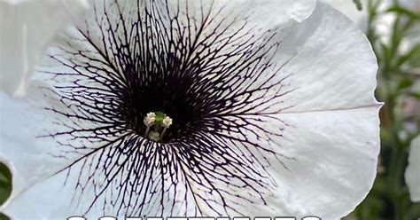 Anyone Else Think Theres A Screaming Muppet Martian In The Flower