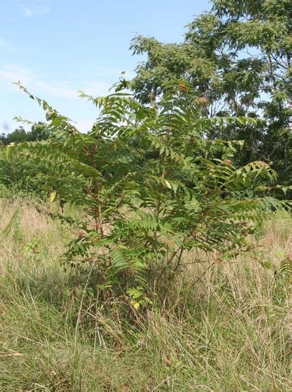 Tree Of Heaven Mizzou WeedID