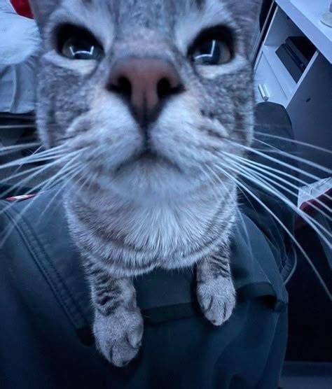 Zazu The Cat
