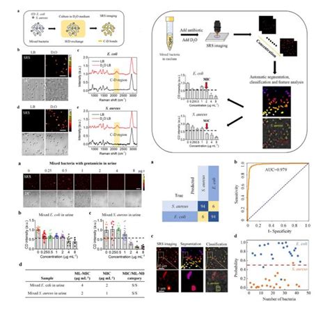 Rapid Antimicrobial Susceptibility Testing For Mixed Bacterial Infection Medicine In Novel