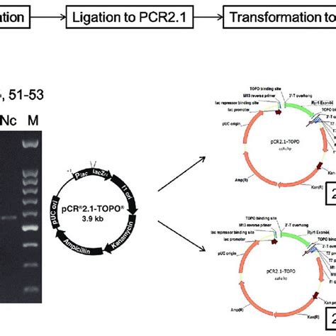 The Process For Constructing The Testing Plasmid Download Scientific Diagram