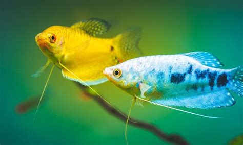 Pez Gurami Historia Características Alimentación Cuidados Y Más Esdepeces