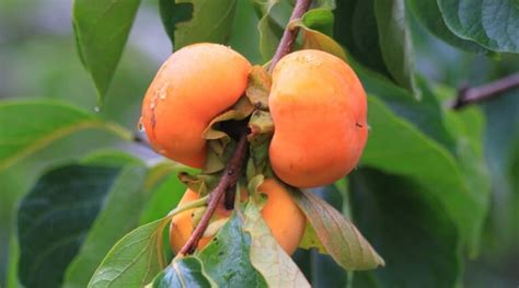 19 Best Persimmon Varieties For Your Garden