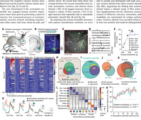 A Distinct Nociceptive Neural Ensemble In The Bla Represents Diverse