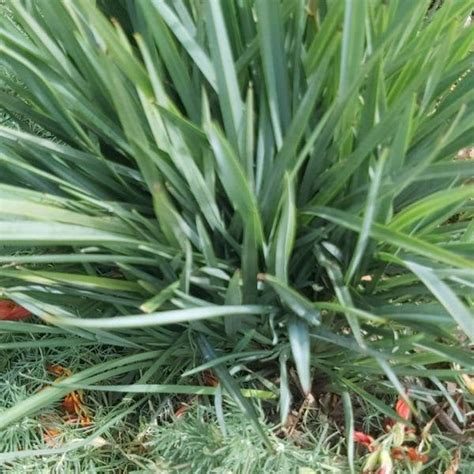 Dianella Revoluta How Much Water And Light Does It Need To Thrive