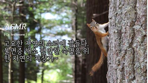 Asmr 봄비 내리는 숲의 속삭임 불면증과 숙면에 탁월한 빗소리 백색소음 클래식 Youtube