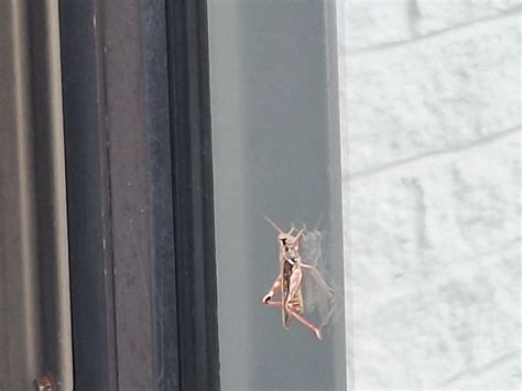 Grasshopper R Whatsthisbug