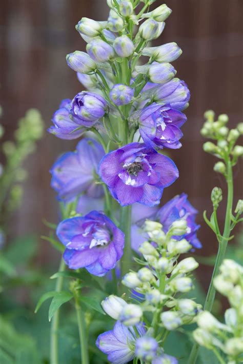 Delphinium Perennial Power