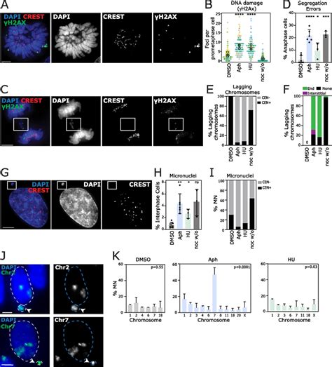 Replication Stress Induced By Low Dose Aphidicolin Or Hydroxyurea
