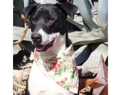 St Louis Mo Pointermixed Breed Medium Meet Blair Jum A Pet For Adoption St Louis Mo Pointermixed Breed Medium Meet Blair Jum A Pet For Adoption