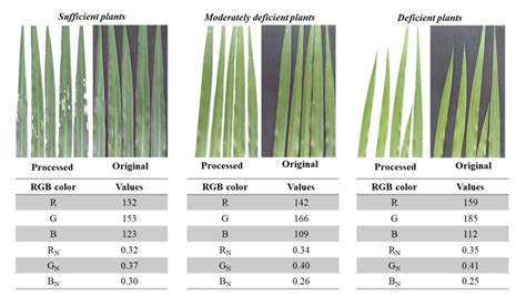 Schematic Figure Representing Variations In RGB Values Of The Images Download Scientific