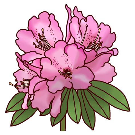 シャクナゲ石楠花 カラー 滋賀県の花都道府県の木花鳥イラスト素材