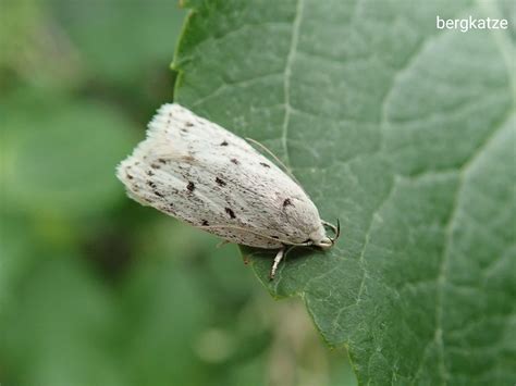 Bergkatze On Twitter Scythropiodes Leucostola
