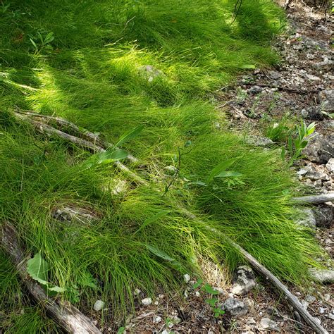 Carex Eburnea Cedar Sedge