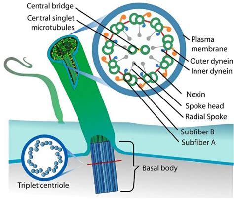 Cilium Definition Function And Structure Biology Dictionary