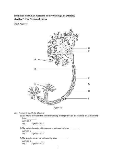 Ch07 The Nervous System Pdf Chemical Synapse Action Potential