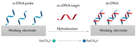 Electrochemical Impedimetric Biosensors For Virus Detection Encyclopedia Mdpi