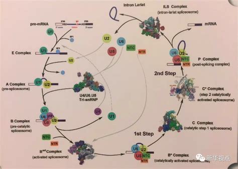 2016年度中国科学十大进展新鲜出炉，施一公、许琛琦等成果入选！生物探索