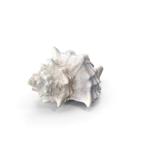 Sea Shell Png Images And Psds For Download Pixelsquid S122785297