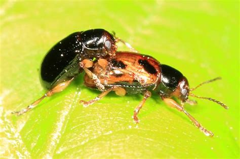 Tiny Mating Leaf Beetles Paria Bugguidenet