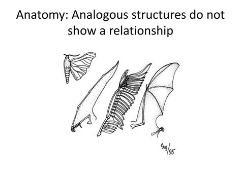 Evolution Ppt Download