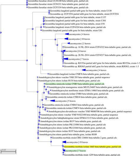 Unrooted Phylogenetic Tree From The Genbank Sequences Of G Morbida And Download Scientific