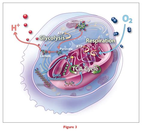 Metabolomics A Playbook For Functional Genomics Drug Discovery World DDW