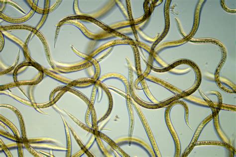 Publication On Nematodes In Pest Management Science 2021 By Kapranas