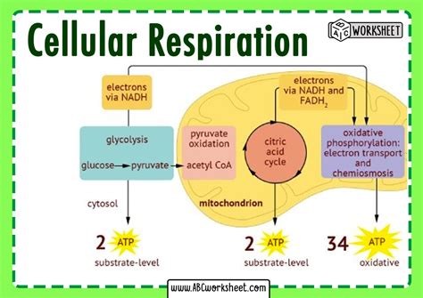 Cellular Respiration