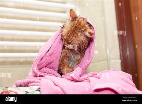 Cute Wet Cat After A Bath Kitten Wrapped In A Towel Dissatisfied Pet After A Bath Stock Photo