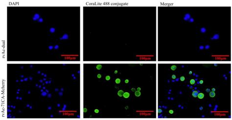 Development Of A Vaccine Candidate Based On Surface Displayed Particles Of Mycobacterium