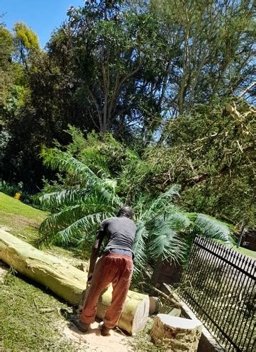 Professional Tree Trimming Service Call Us At