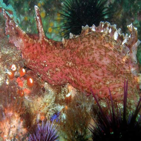 Sea Hare Guide The Intriguing Sea Snail Ocean Info