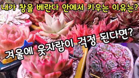 베란다 다육이 안으로 들여놓으려면 웃자람도 걱정 되죠☘️서서히 물양도 줄여야 하죠😆 Youtube