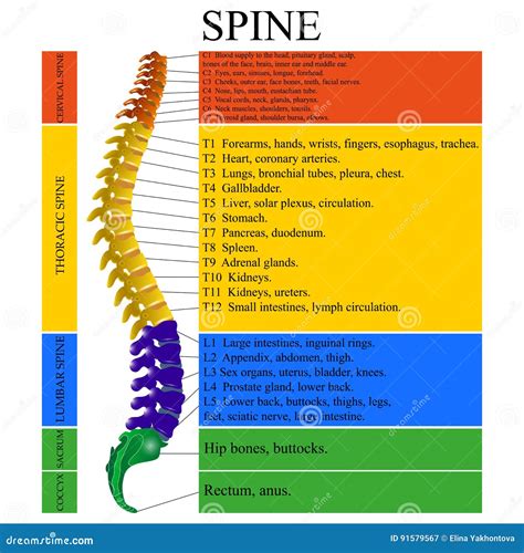 Human Vertebral Column Diagram