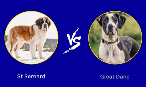 Saint Bernard Great Dane Mix Puppies