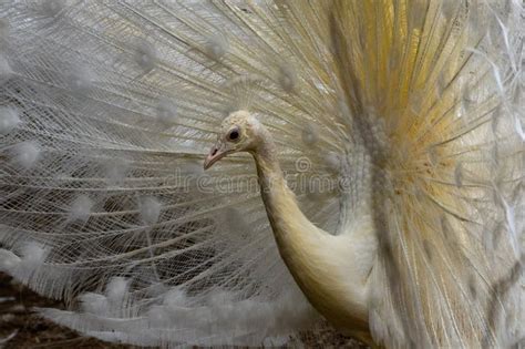 White Peacock With Open Wings Stock Image Image Of Wildlife Open