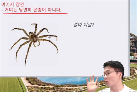전갈은 거미류 ㄷㄷㄷ 거미는 곤충이아니다 치지직 에펨코리아