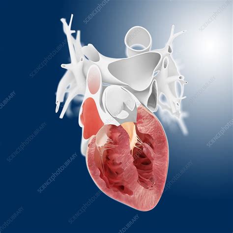 Heart Ventricle Anatomy Artwork Stock Image C0162875 Science