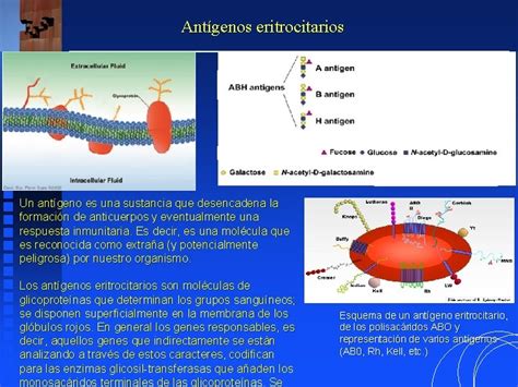 Captulo 2 Marcadores De Determinacin Indirecta Antgenos Eritrocitarios