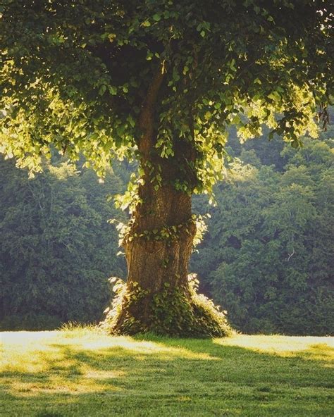 Tree Photography Aesthetic Artofit