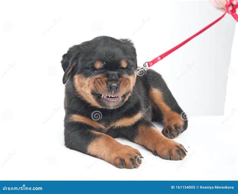 Albino Rottweiler Puppies