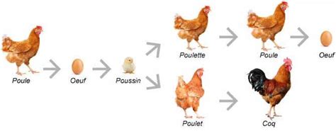 Quelle Est La Différence Entre Une Poule Et Un Poulet