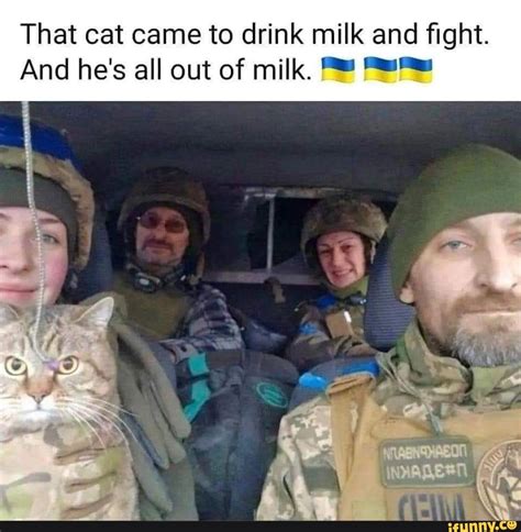 That Cat Came To Drink Milk And Fight And Hes All Out Of Milk Ifunny