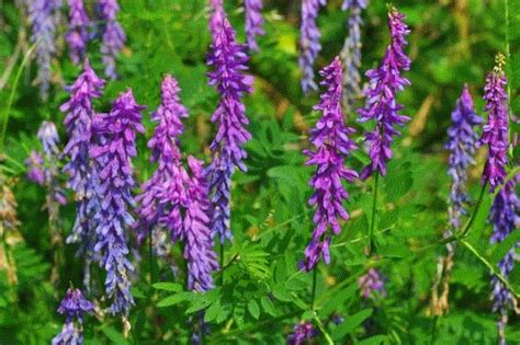 Вика посевная (фото цветов) – советы, секреты, рекомендации