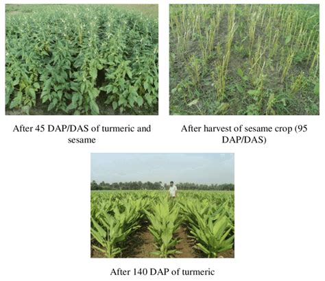 Different Stages Of Turmeric Sesame Intercropping Systems Turmeric Download Scientific Diagram