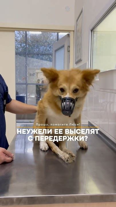 Инвалиду Люси негде жить 💔 мы не оплатили передержку 🆘 Youtube